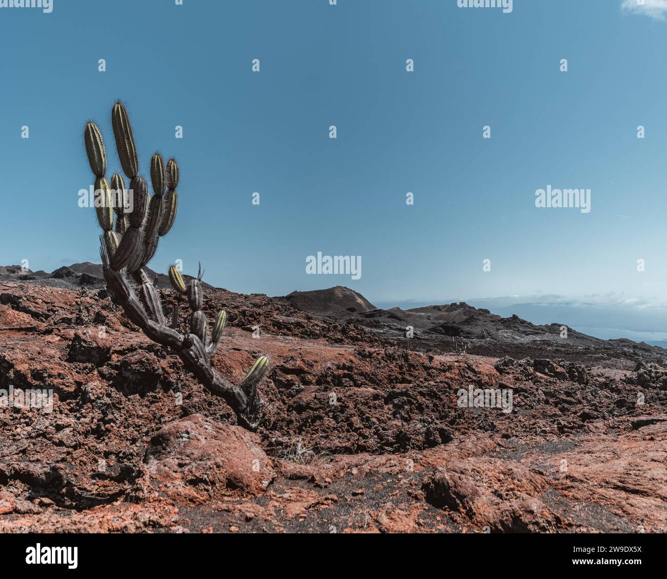 Volcanic terrain with cacti on Volcano Chico, Isla Isabela in the ...