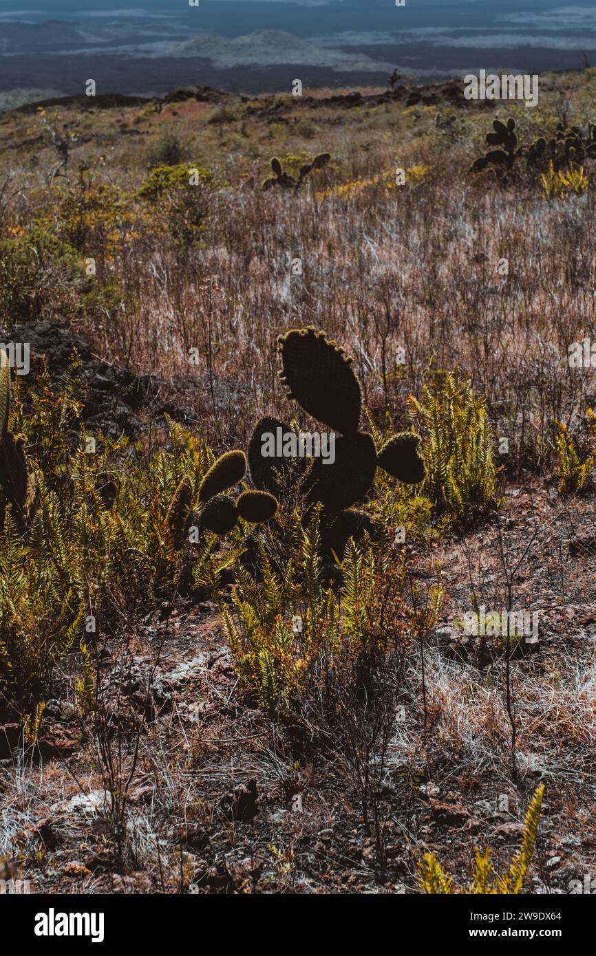 Cacti and dry vegetation on the volcanic landscape of Volcano Chico ...