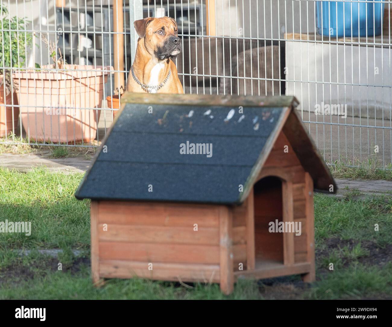 Berlin, Germany. 27th Dec, 2023. This bulldog mix has been a new ...