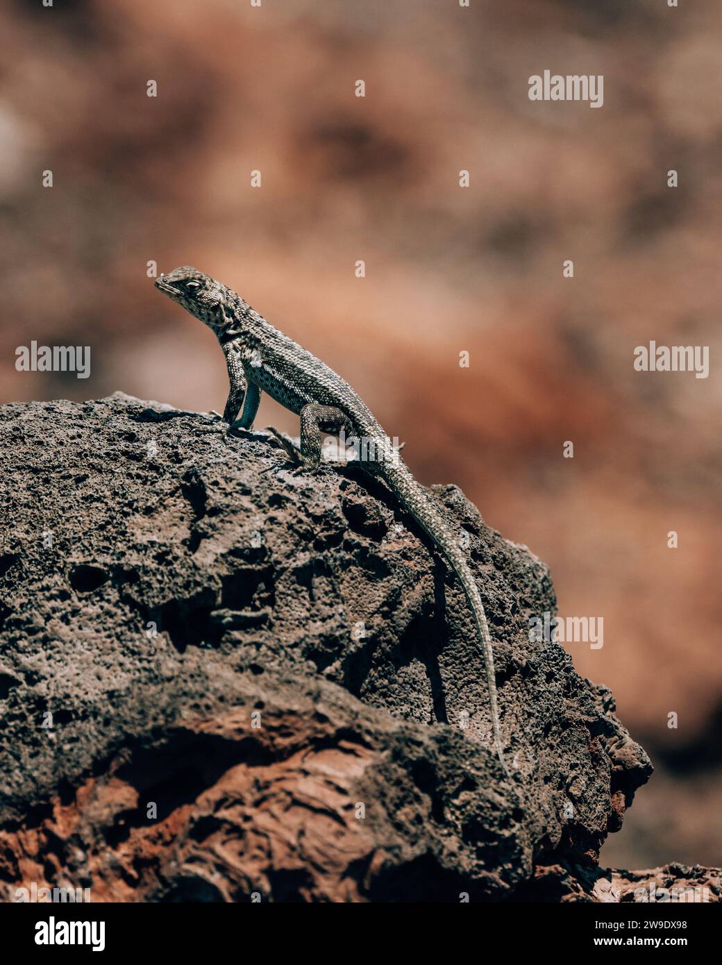 A lizard basking on volcanic rock on Volcano Chico, Isla Isabela ...