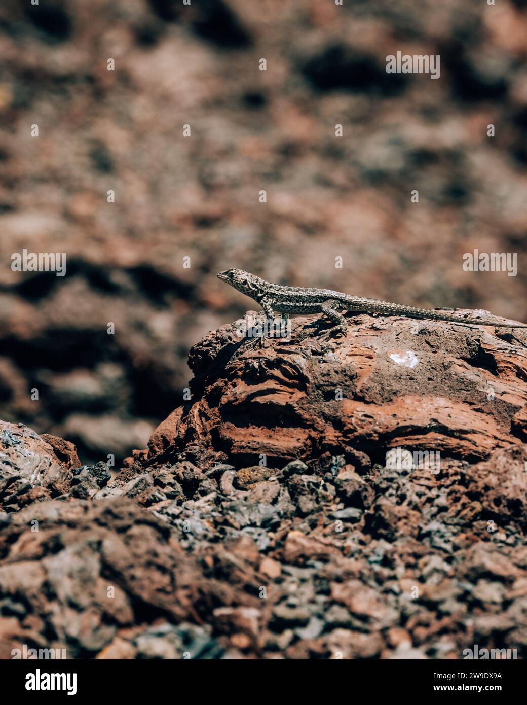 A lizard basking on volcanic rock on Volcano Chico, Isla Isabela ...