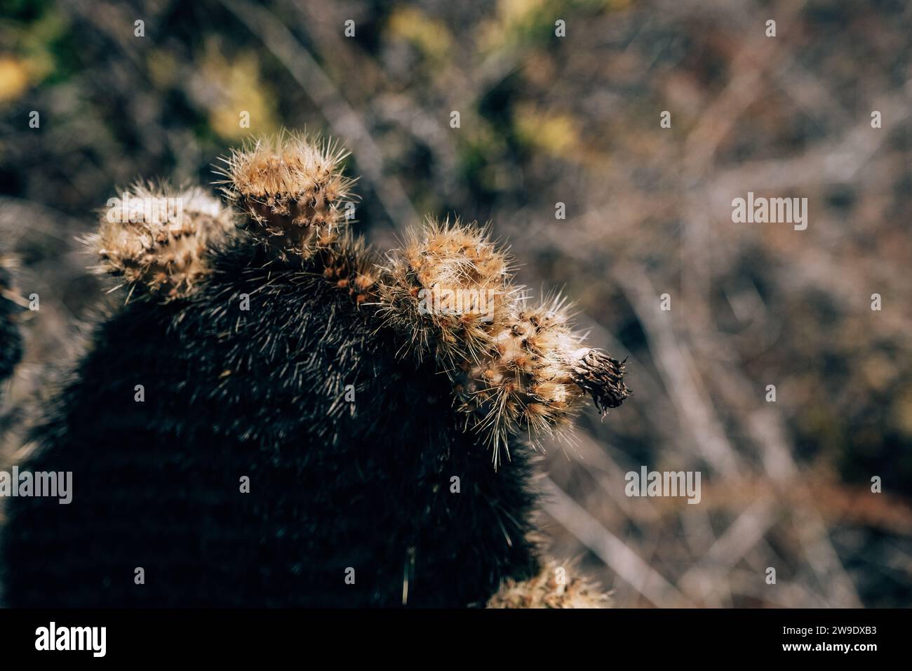 Close-up of spiky cactus with dried blooms on Volcano Chico, Isla ...