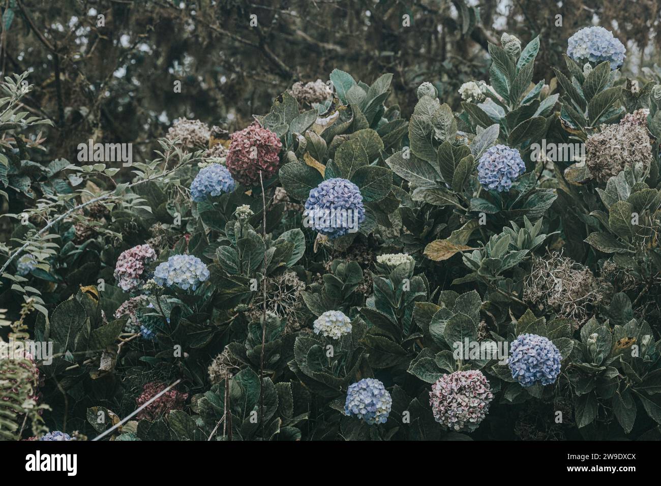 Close-up of vibrant hydrangeas in bloom on Volcano Chico, Isla Isabela ...