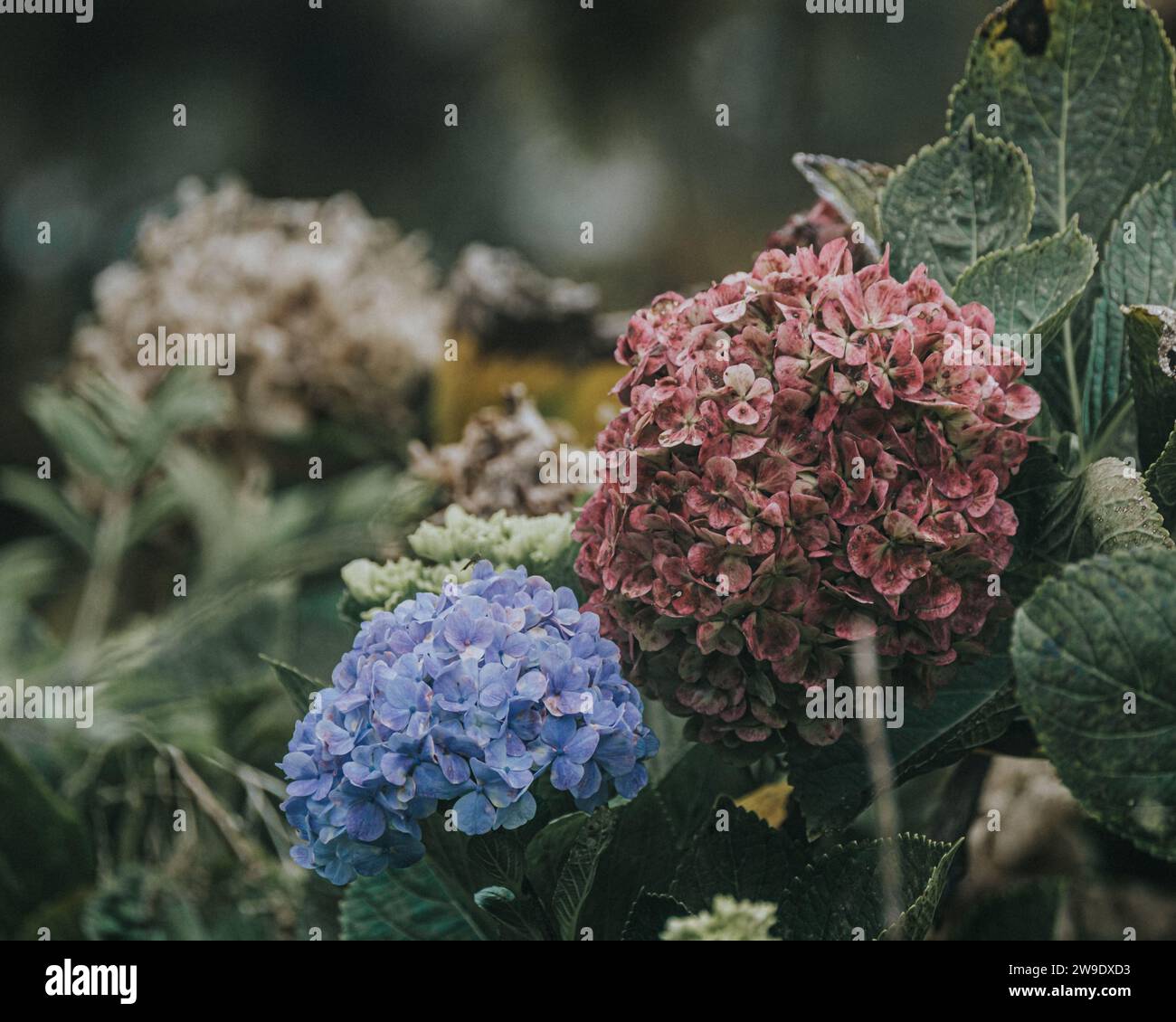 Close-up of vibrant hydrangeas in bloom on Volcano Chico, Isla Isabela ...