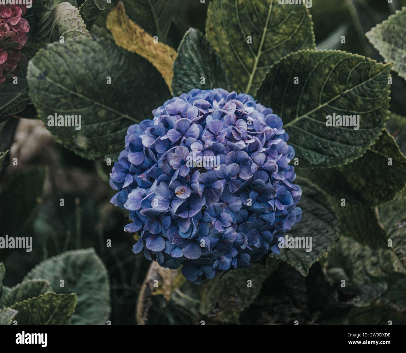 Close-up of vibrant hydrangeas in bloom on Volcano Chico, Isla Isabela ...