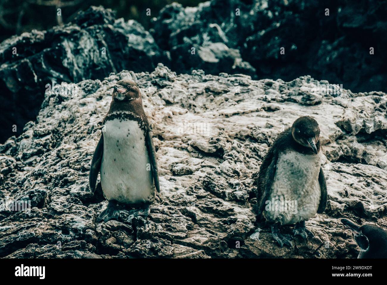 Galapagos penguins standing on rocky terrain at Tintoreras, Isla ...