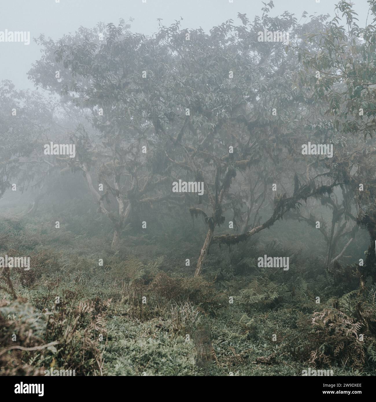 Dense fog envelops a lush forest on Volcano Chico, Isla Isabela, in the ...