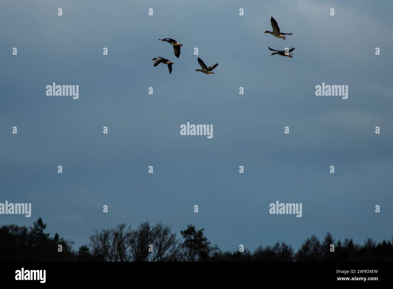 A gaggle of greylag geese flies over trees under overcast sky Stock ...