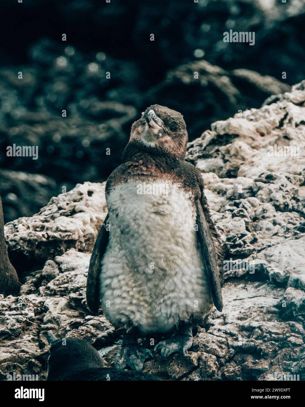 Galapagos penguins standing on rocky terrain at Tintoreras, Isla ...
