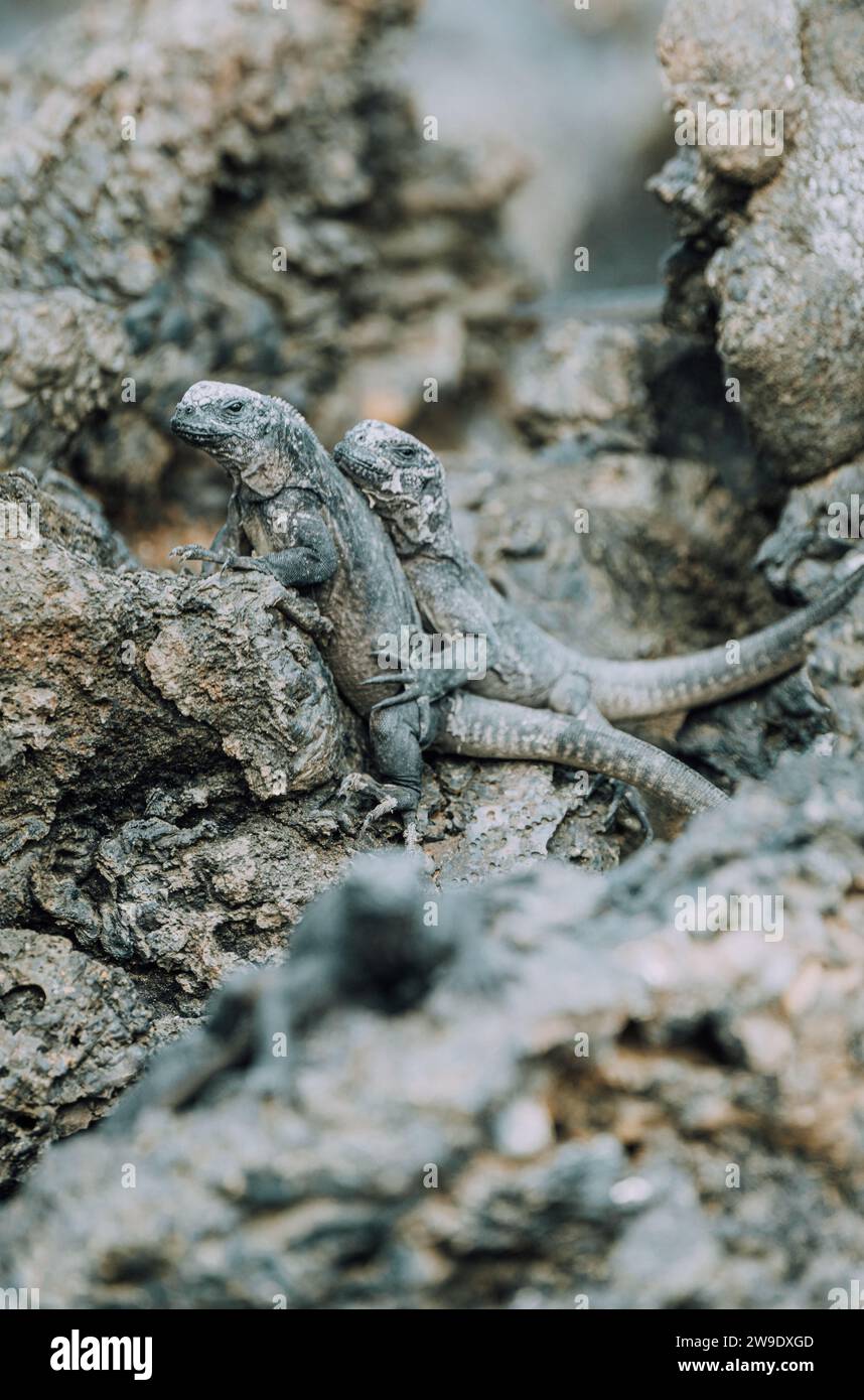 Marine Iguana in Galapagos Islands, Ecuador Stock Photo - Alamy