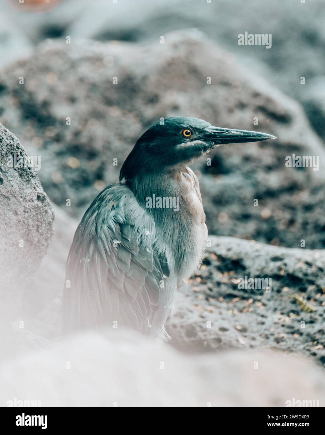 Lava Heron perched on volcanic rocks in San Cristobal, Galapagos ...