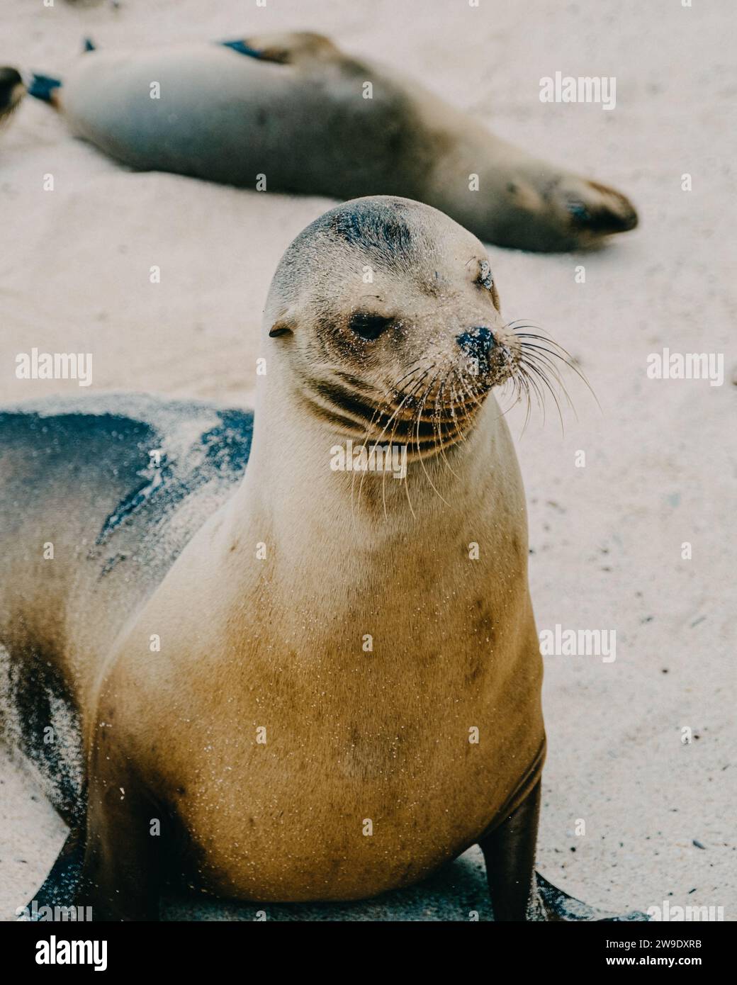 Portrait of a sea lion in its natural habitat on San Cristobal ...