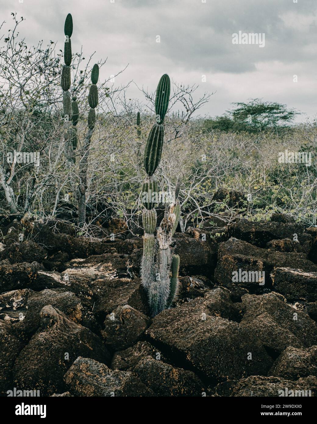 Cactus plant growing in the natural habitat of San Cristobal, Galapagos ...