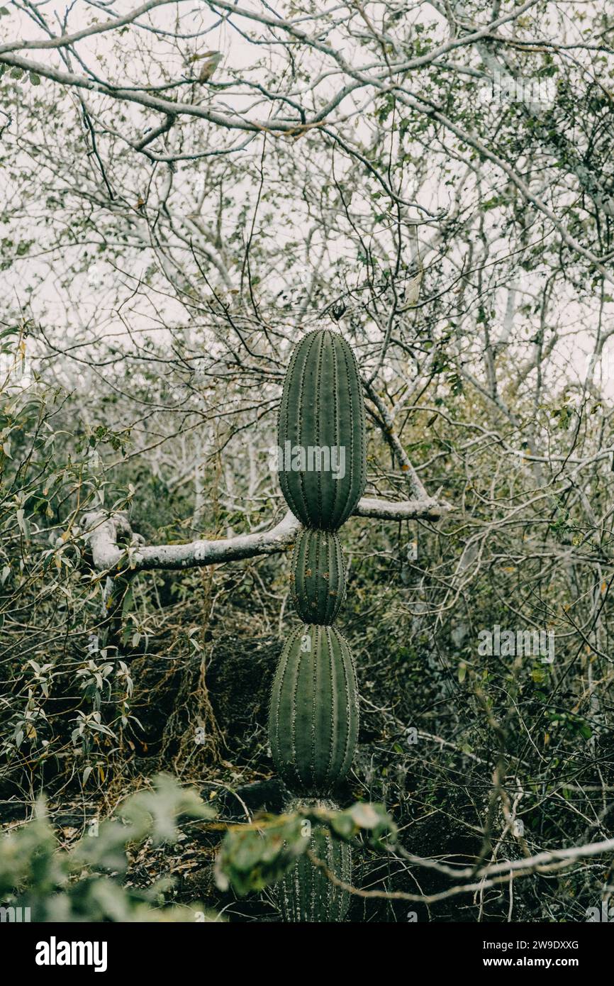 Cactus plant growing in the natural habitat of San Cristobal, Galapagos ...