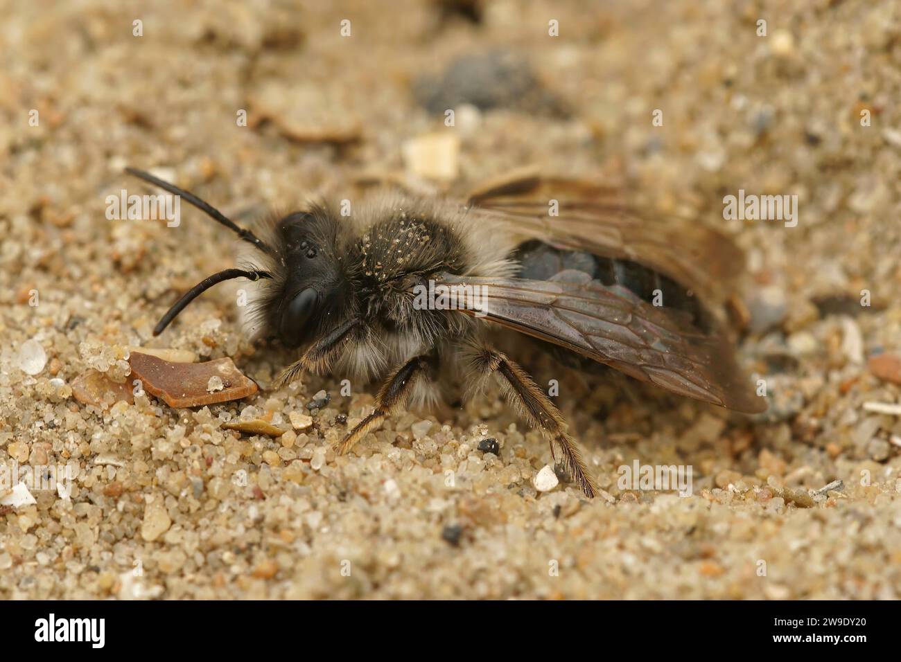 Natural closeup on a male Grey-backed mining bee, Andrena vaga sitting ...