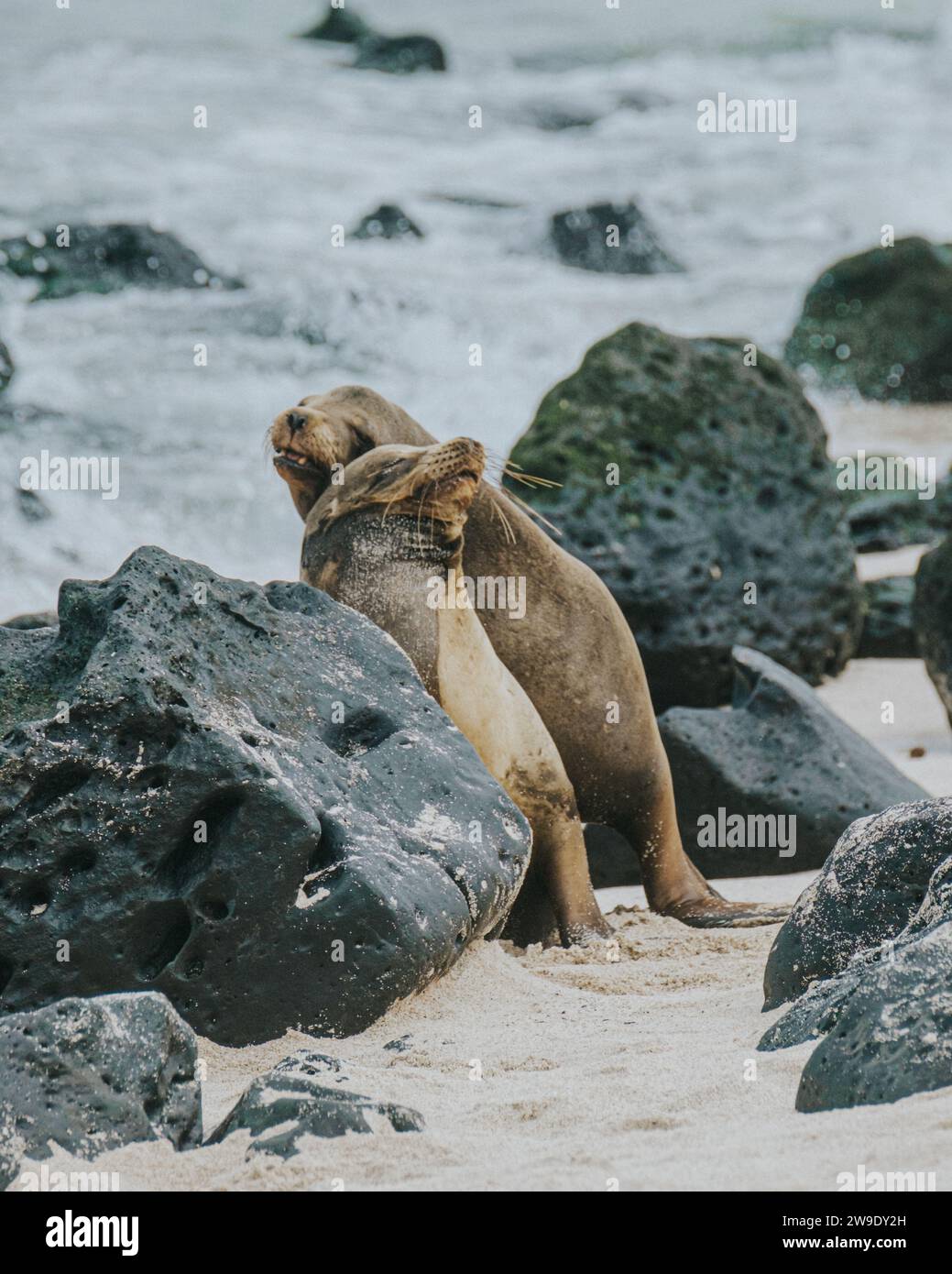 Two sea lions having intercourse on a rocky beach on San Cristobal ...