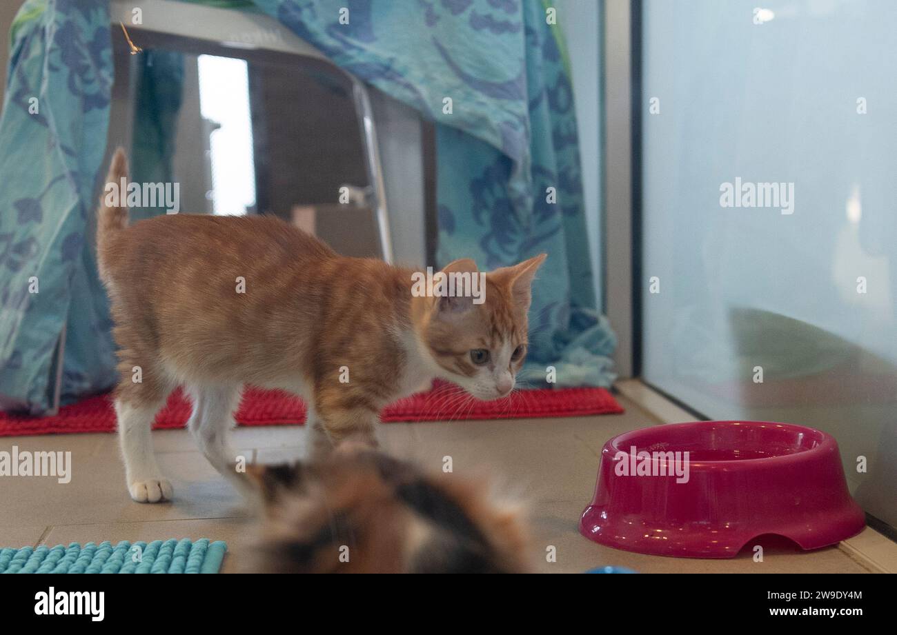 Berlin, Germany. 27th Dec, 2023. This young cat has been a new resident ...