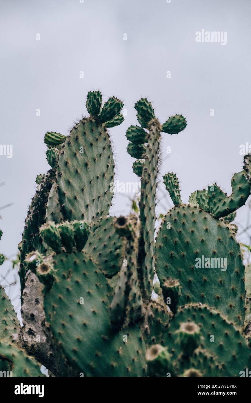 Prickly pear cactus (Opuntia echios) on San Cristobal Island, Galapagos ...