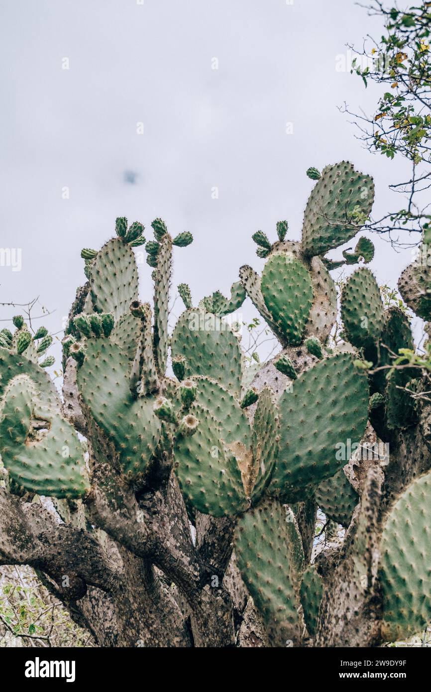 Prickly pear cactus (Opuntia echios) on San Cristobal Island, Galapagos ...