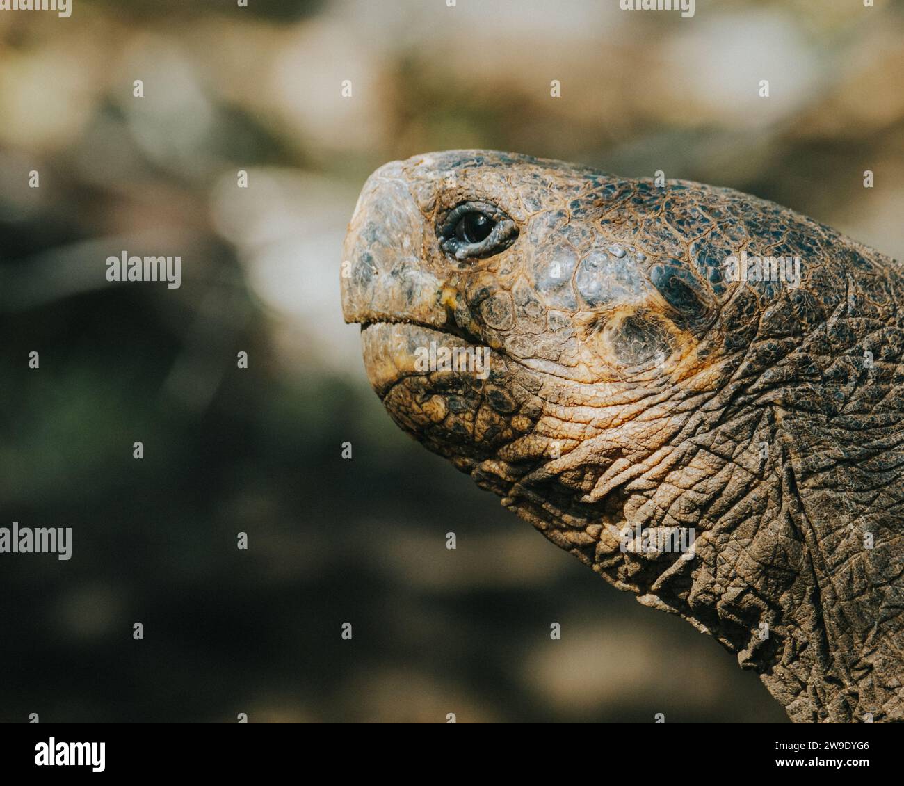 Galapagos giant tortoise in its natural habitat on San Cristobal Island ...
