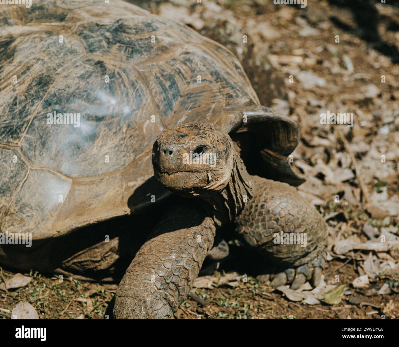 Galapagos giant tortoise in its natural habitat on San Cristobal Island ...