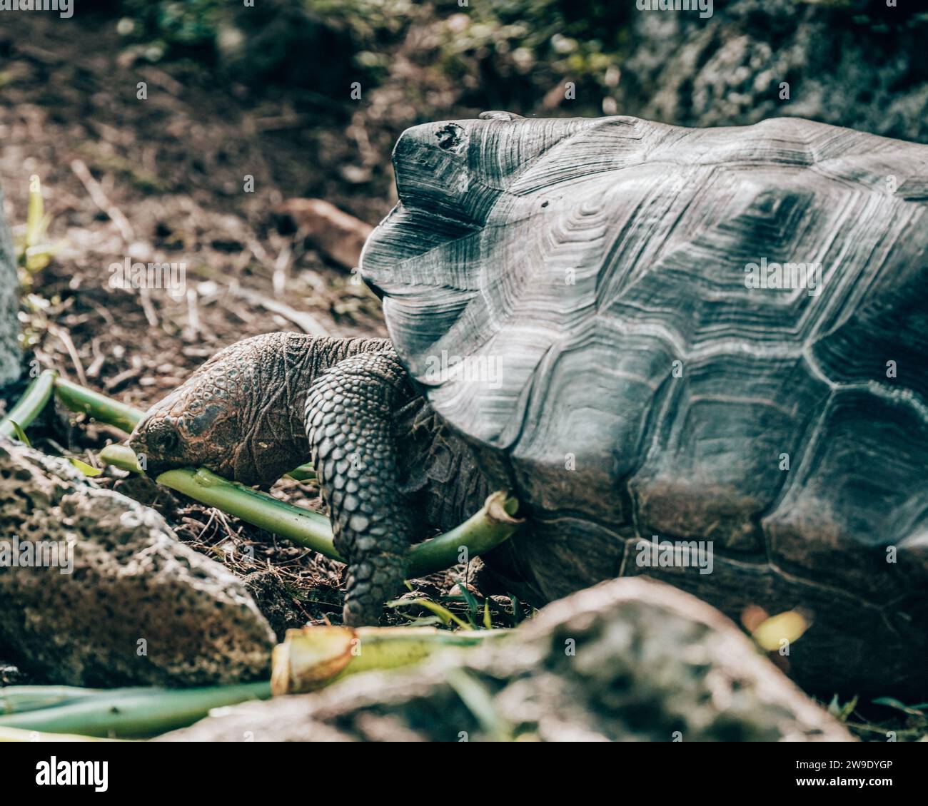 Galapagos giant tortoise in its natural habitat on San Cristobal Island ...