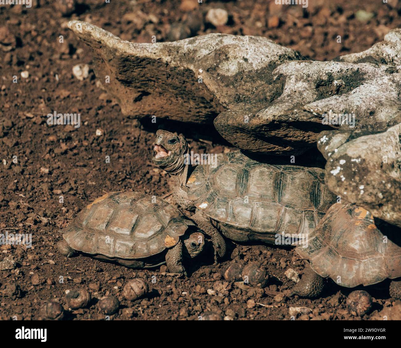 Galapagos giant tortoise in its natural habitat on San Cristobal Island ...