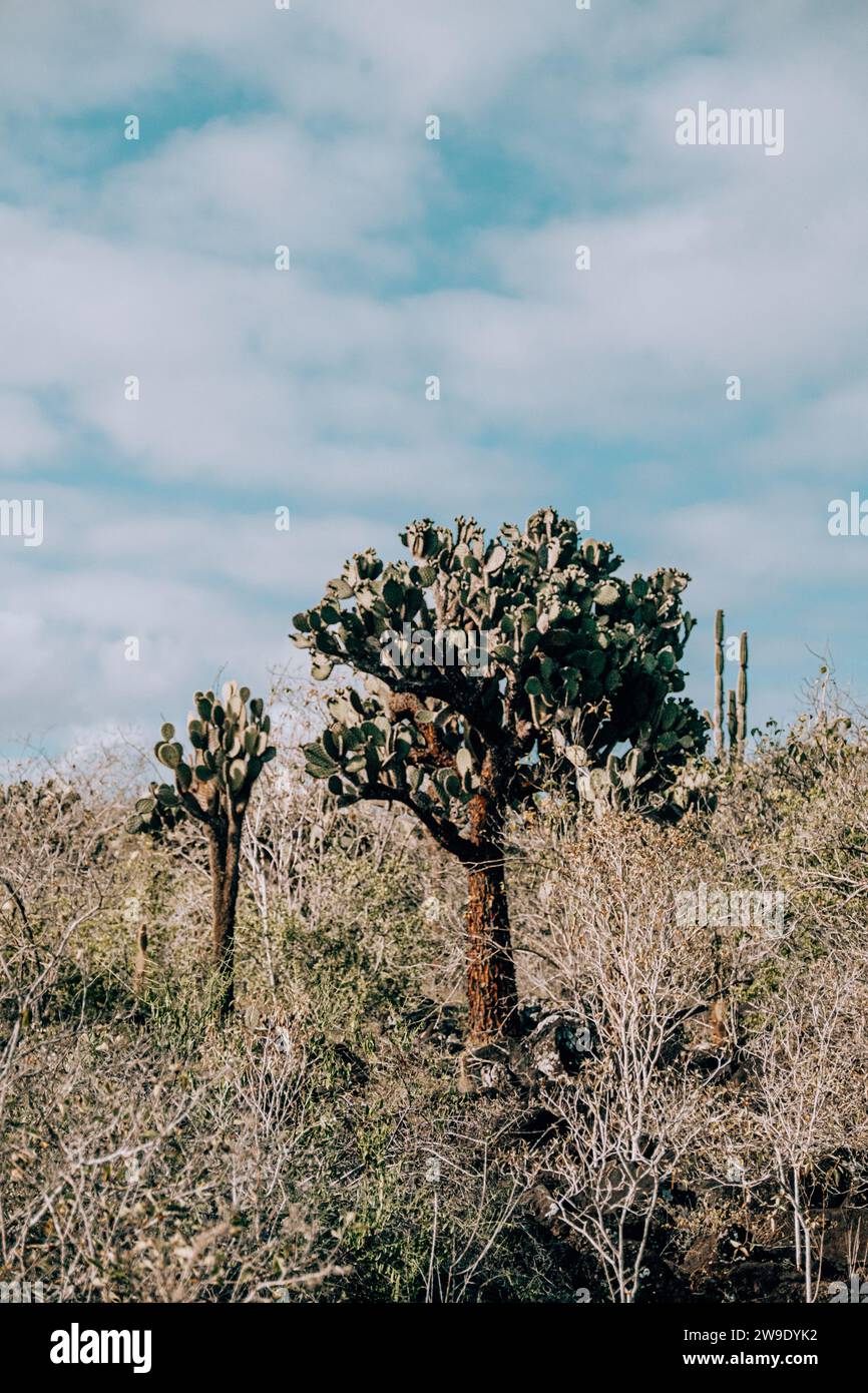 Cactus trees in the arid landscape of San Cristobal Island, Galapagos ...