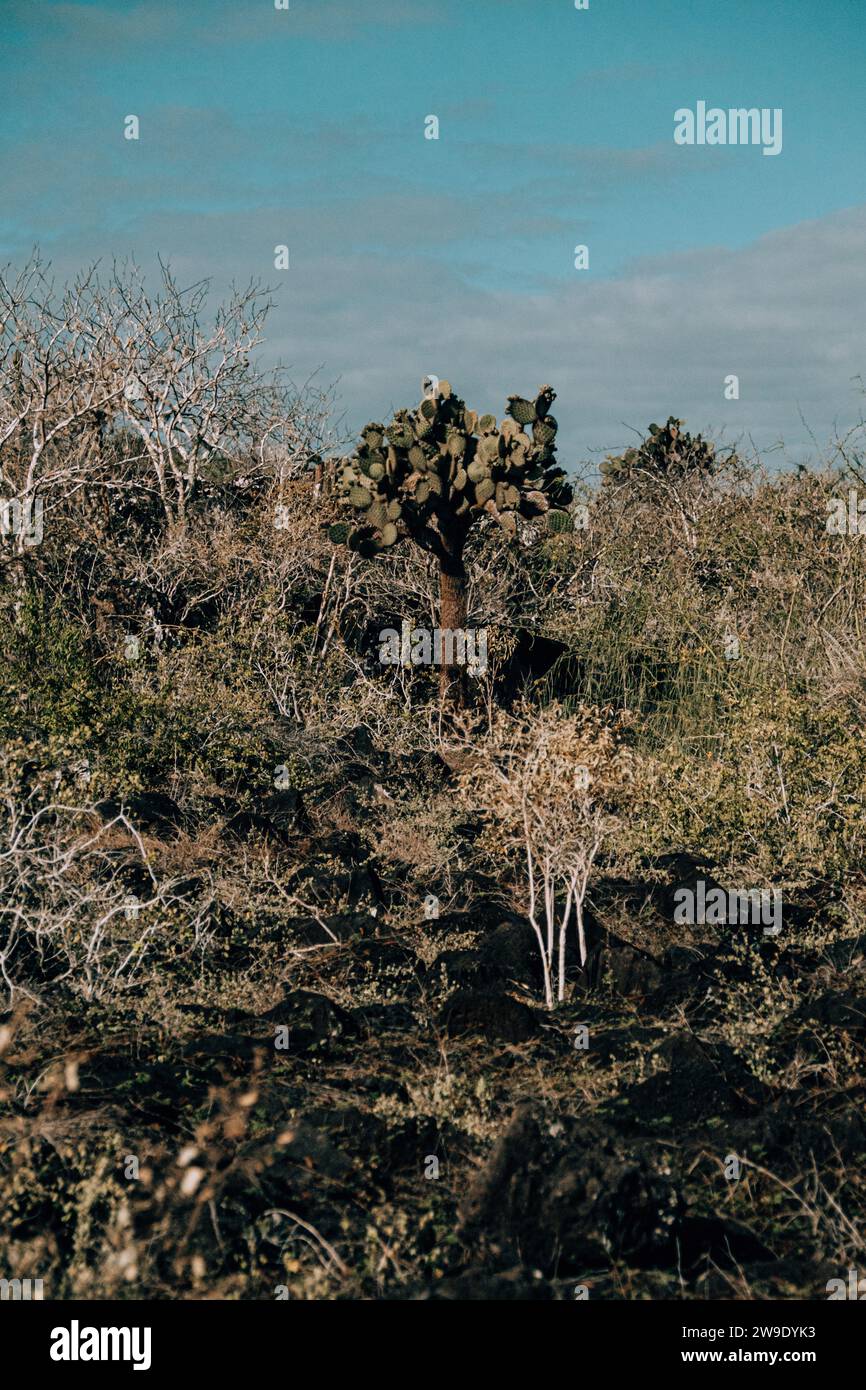 Cactus trees in the arid landscape of San Cristobal Island, Galapagos ...