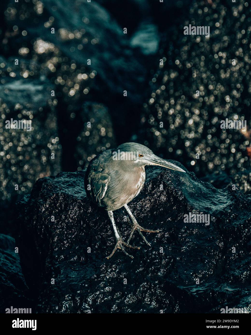 A lava heron perches on a volcanic rock on San Cristobal Island ...