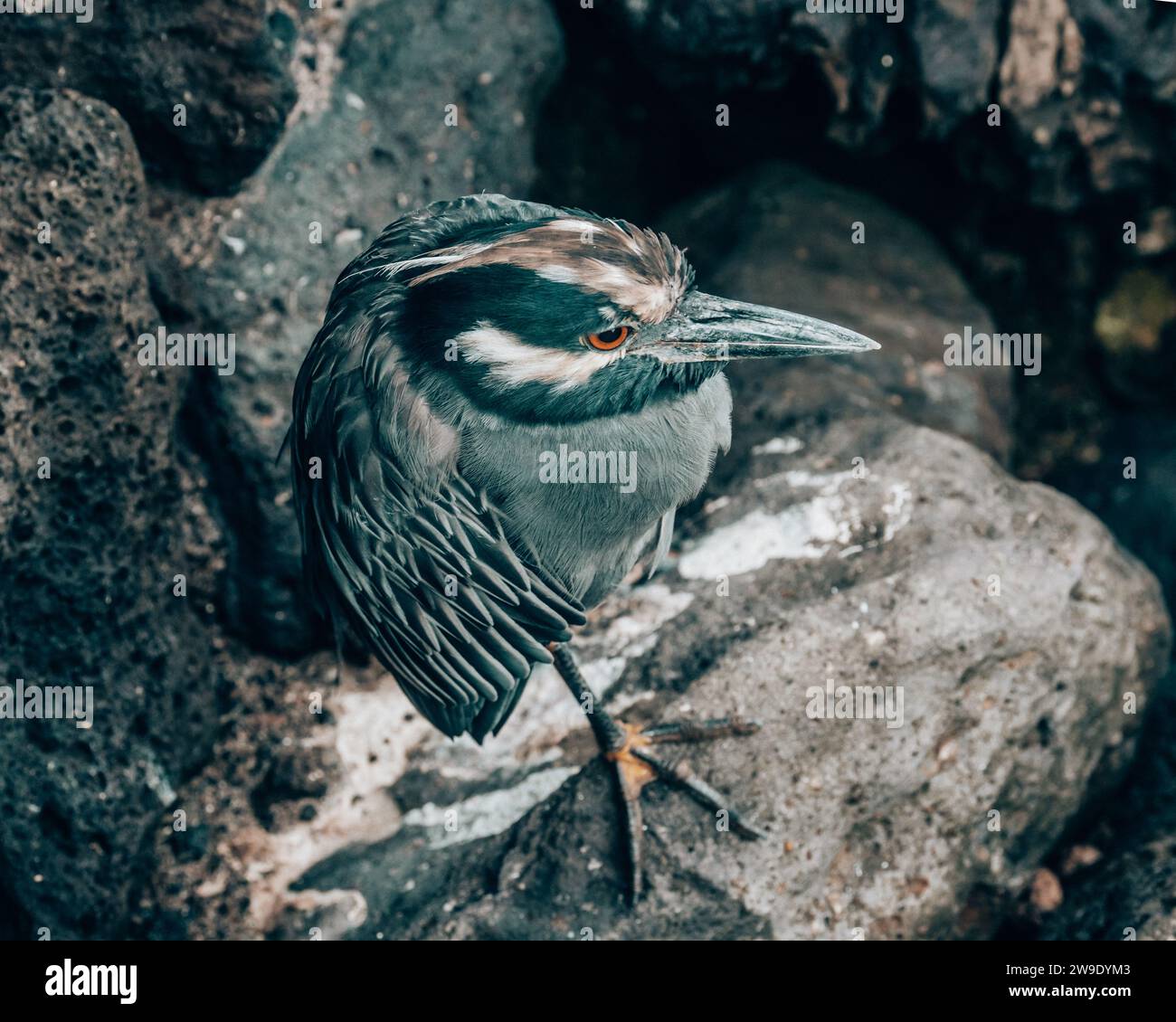 A lava heron perches on a volcanic rock on San Cristobal Island ...