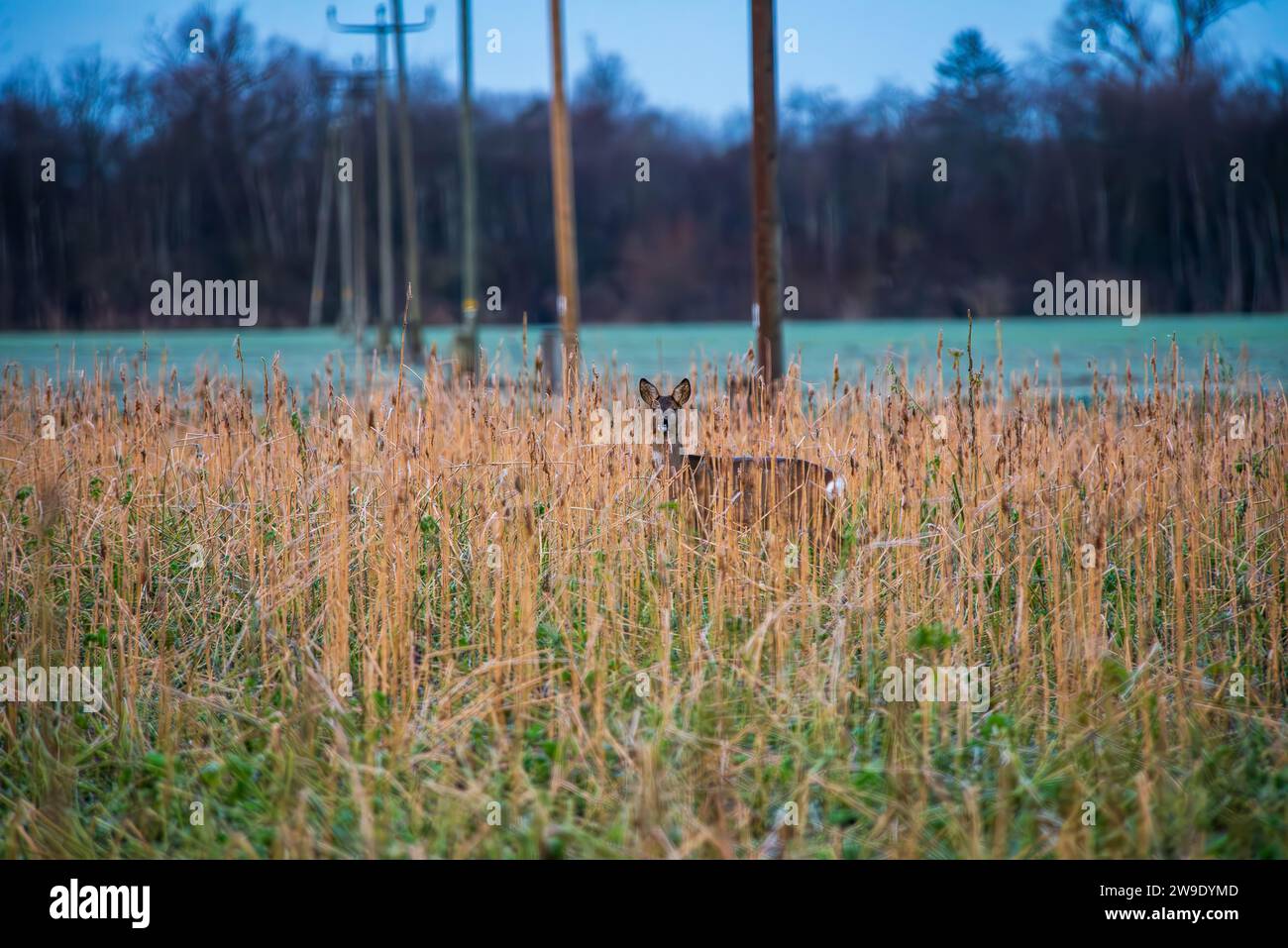 Red deer from behind hi-res stock photography and images - Alamy