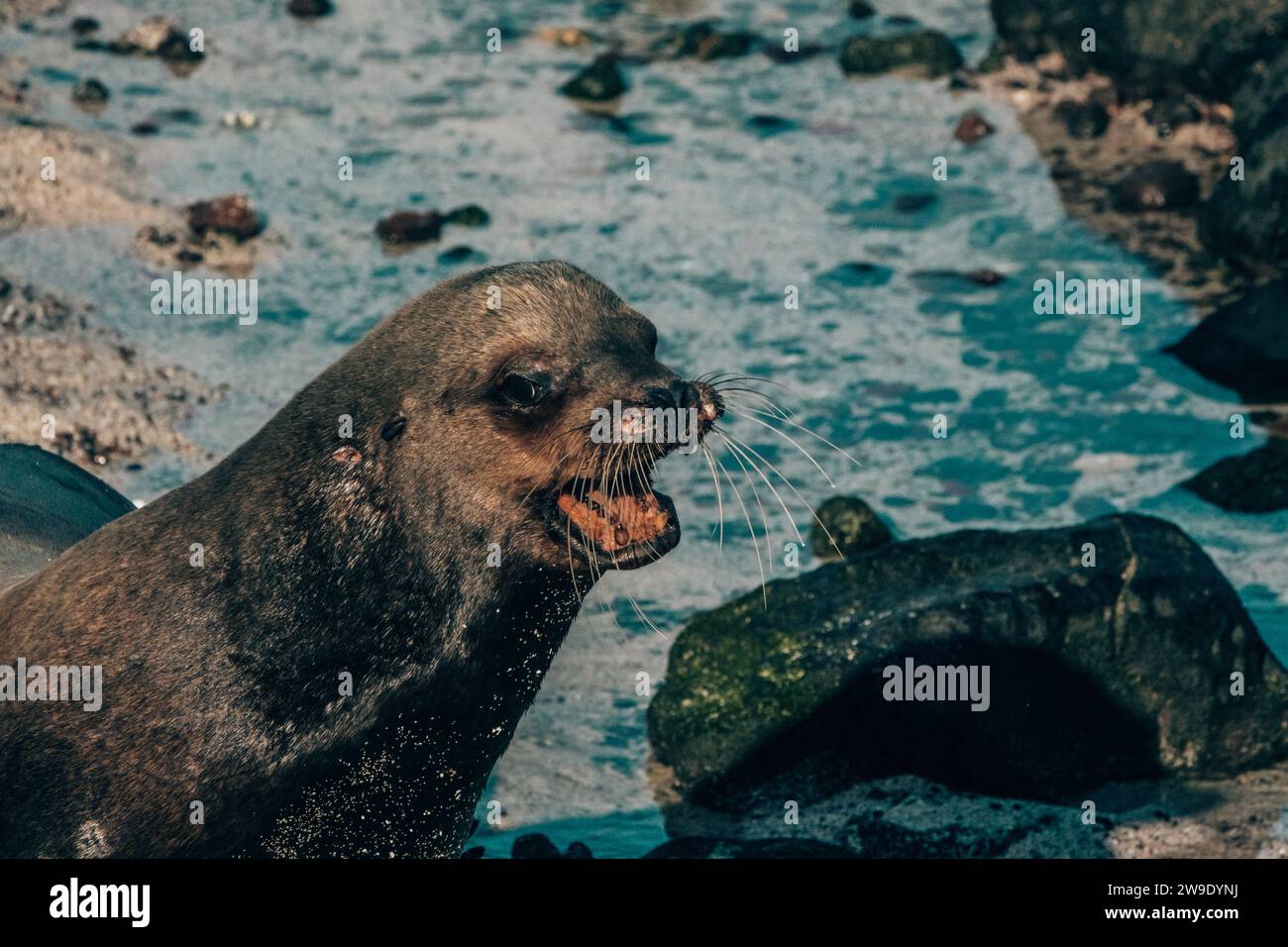 Galapagos Sea Lion, Galapagos Islands, San Cristobal Stock Photo - Alamy