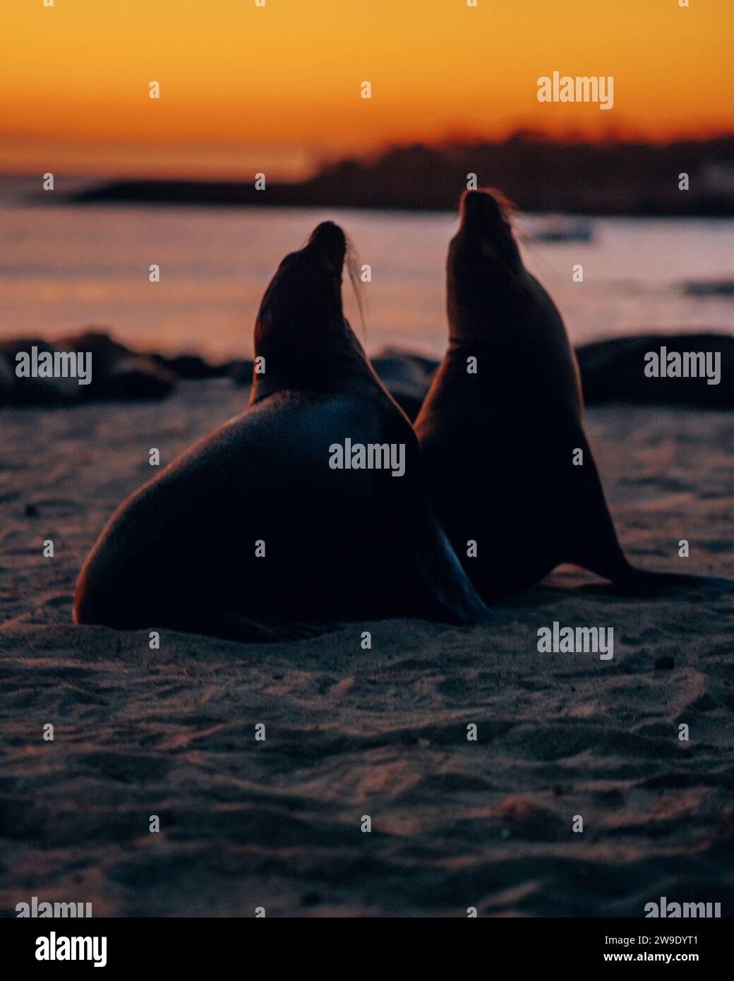 Sea lion basking in the sunset glow on the beach of San Cristobal ...