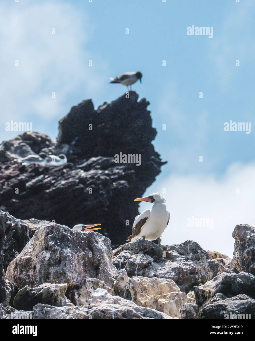 Nazca Boobies perched on the rocky cliffs of Punta Pitt in the ...