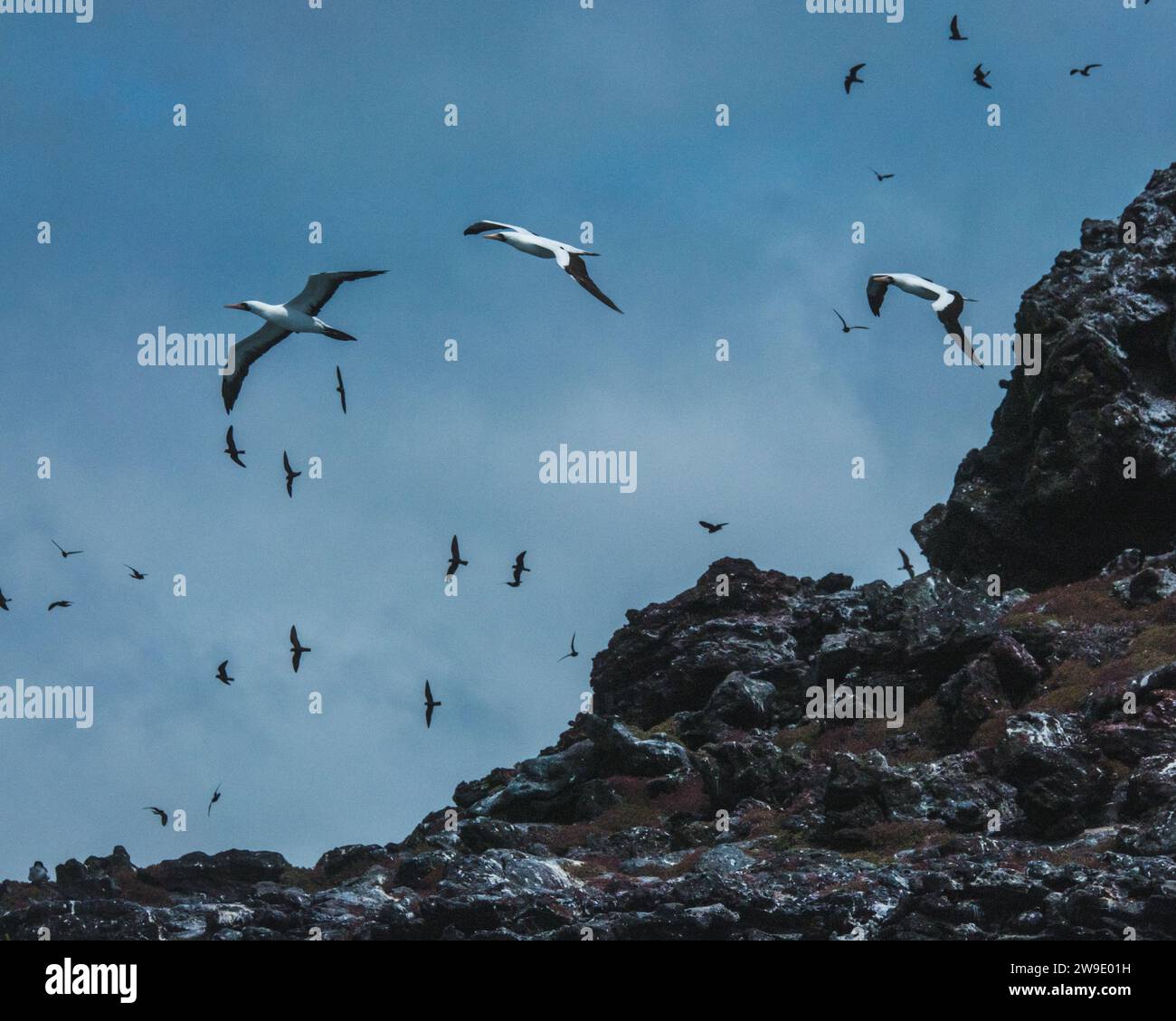 Nazca Boobies perched on the rocky cliffs of Punta Pitt in the ...