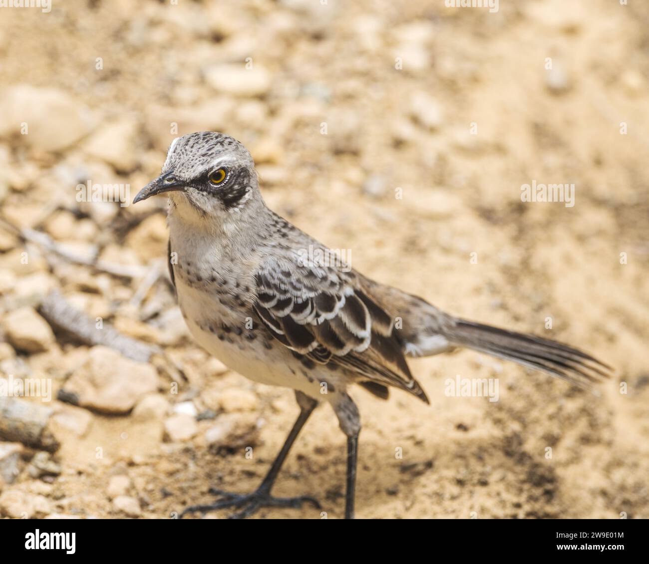 Galapagos Mockingbird in Galapagos Islands Stock Photo - Alamy