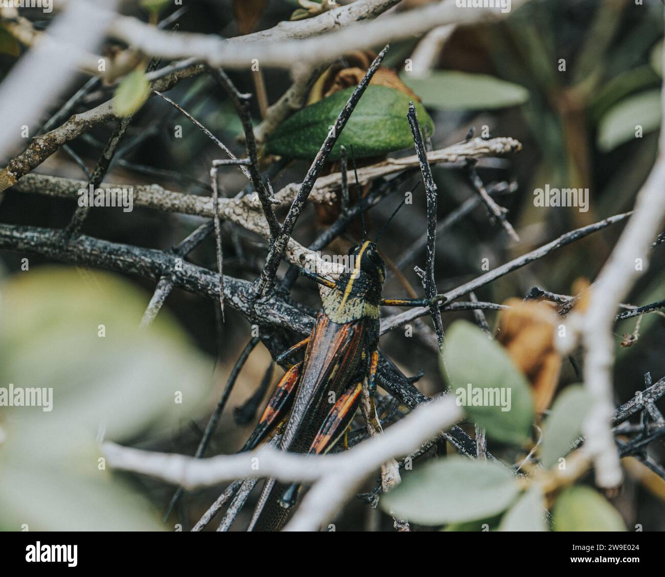 Close-up of a colorful grasshopper on a branch in the Galapagos Islands ...