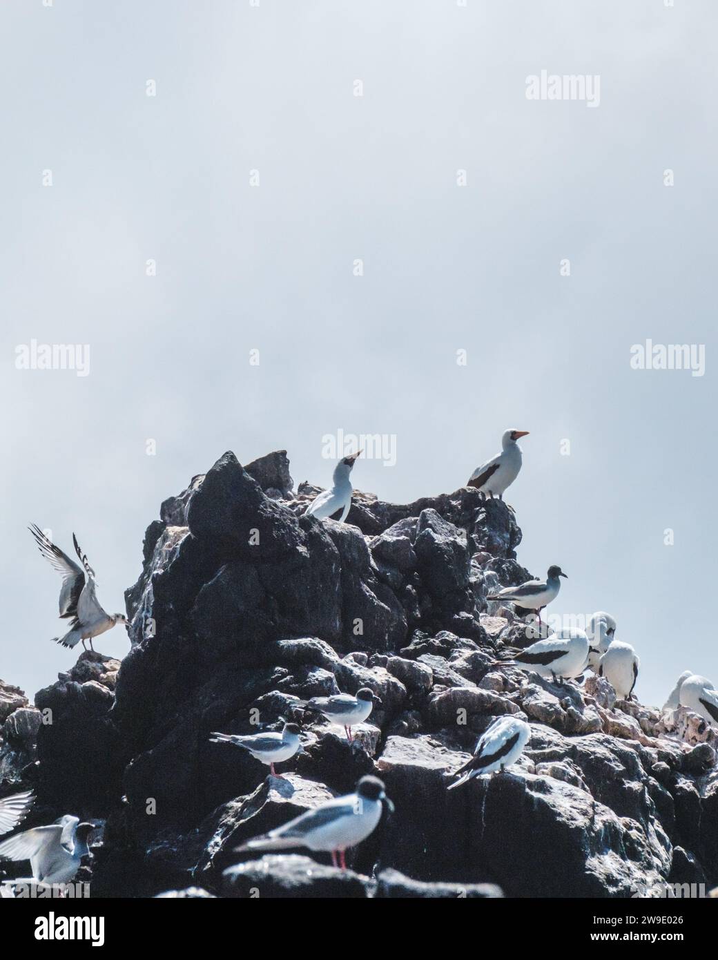 Nazca Boobies perched on the rocky cliffs of Punta Pitt in the ...