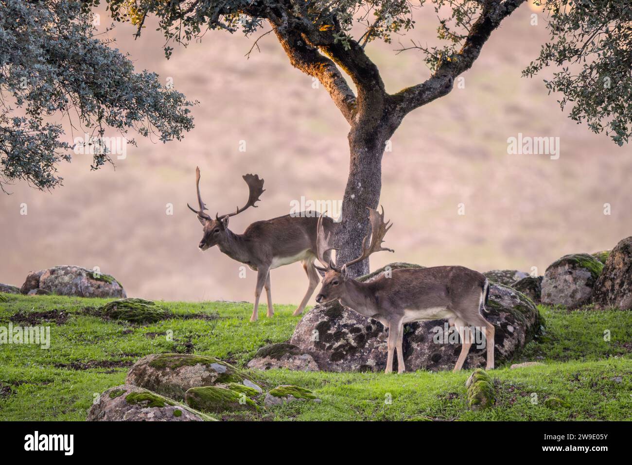 European Fallow Deer - Dama dama, large beautiful iconic animal from ...