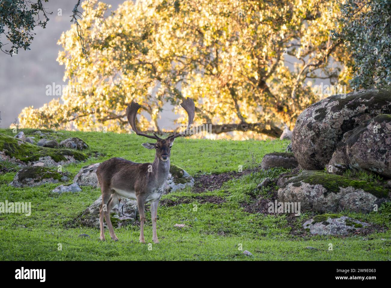 European Fallow Deer - Dama dama, large beautiful iconic animal from ...