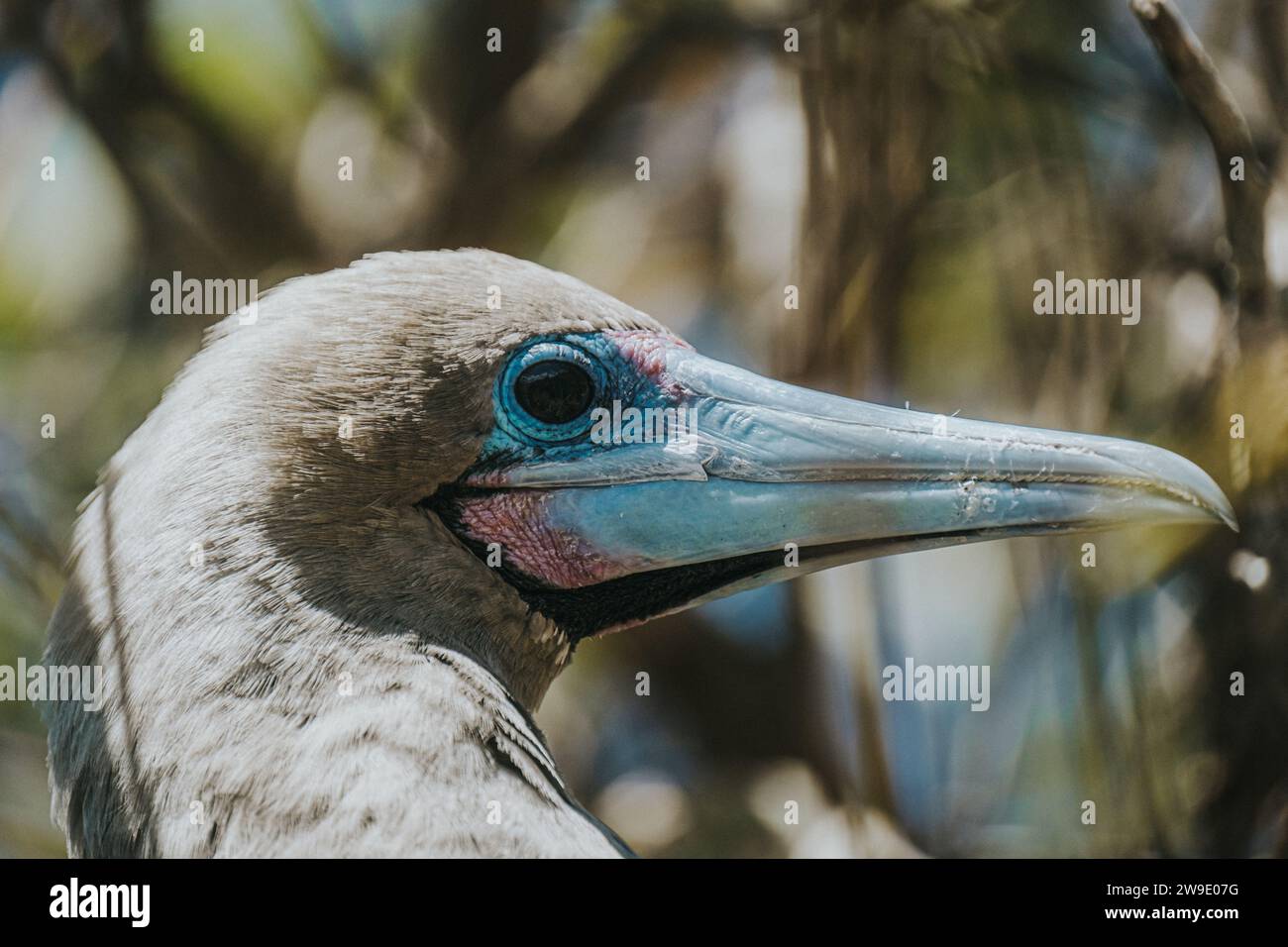 Red footed Booby at Punta Pitt, San Cristobal , Galapagos Islands Stock ...