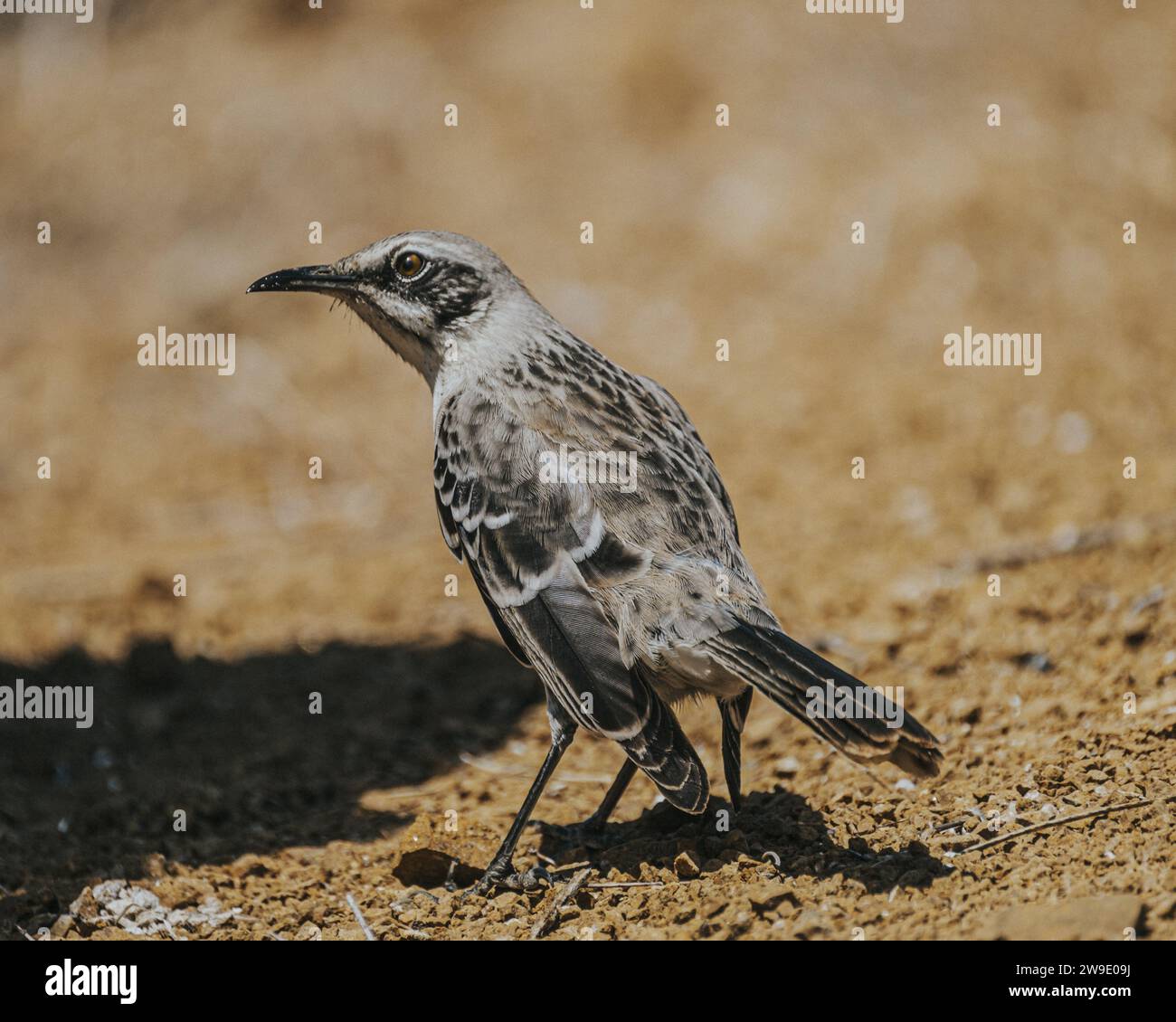 Galapagos Mockingbird in Galapagos Islands Stock Photo - Alamy