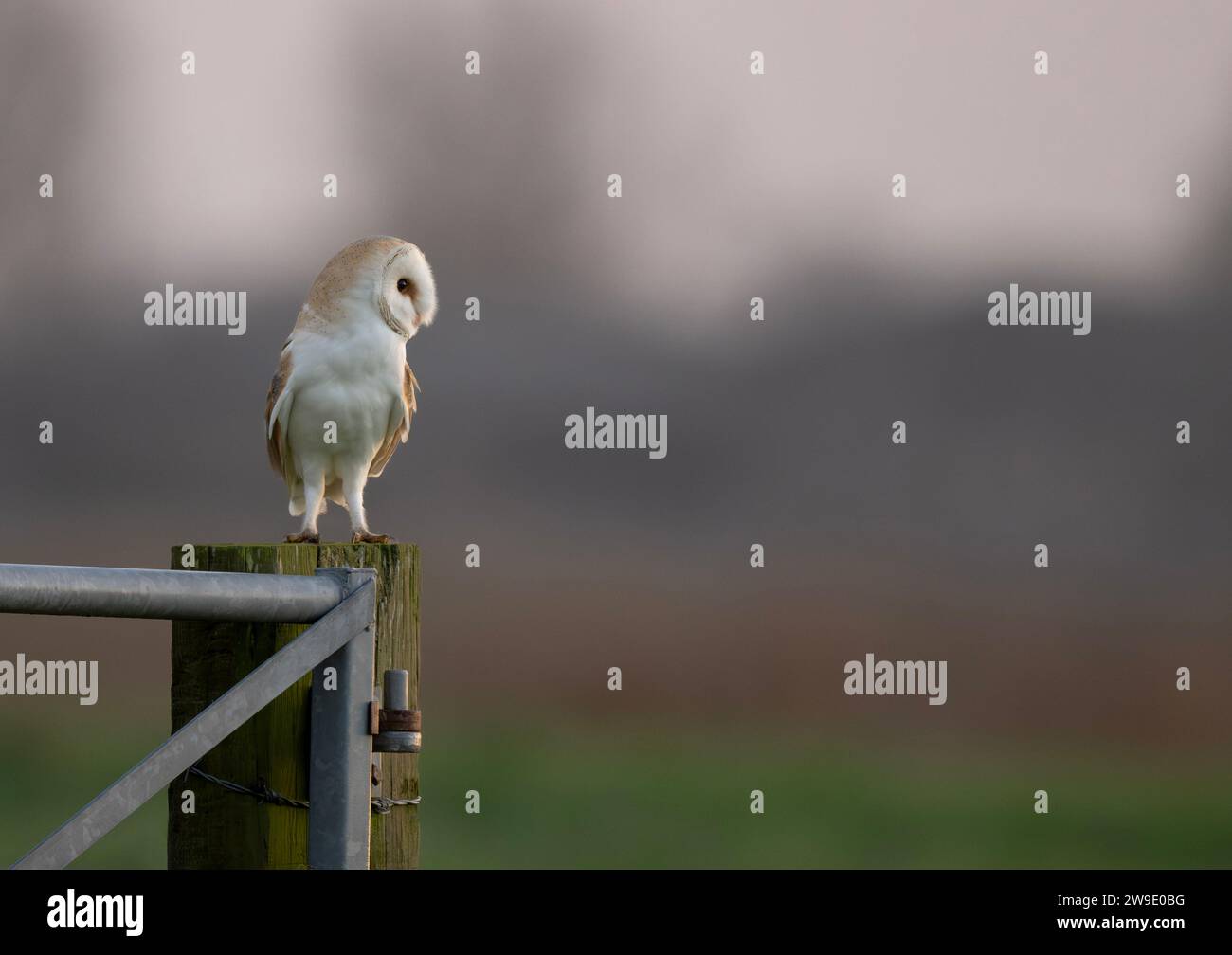 Barn Owl (Tyto Alba) perched on a wooden gate post early morning on the ...