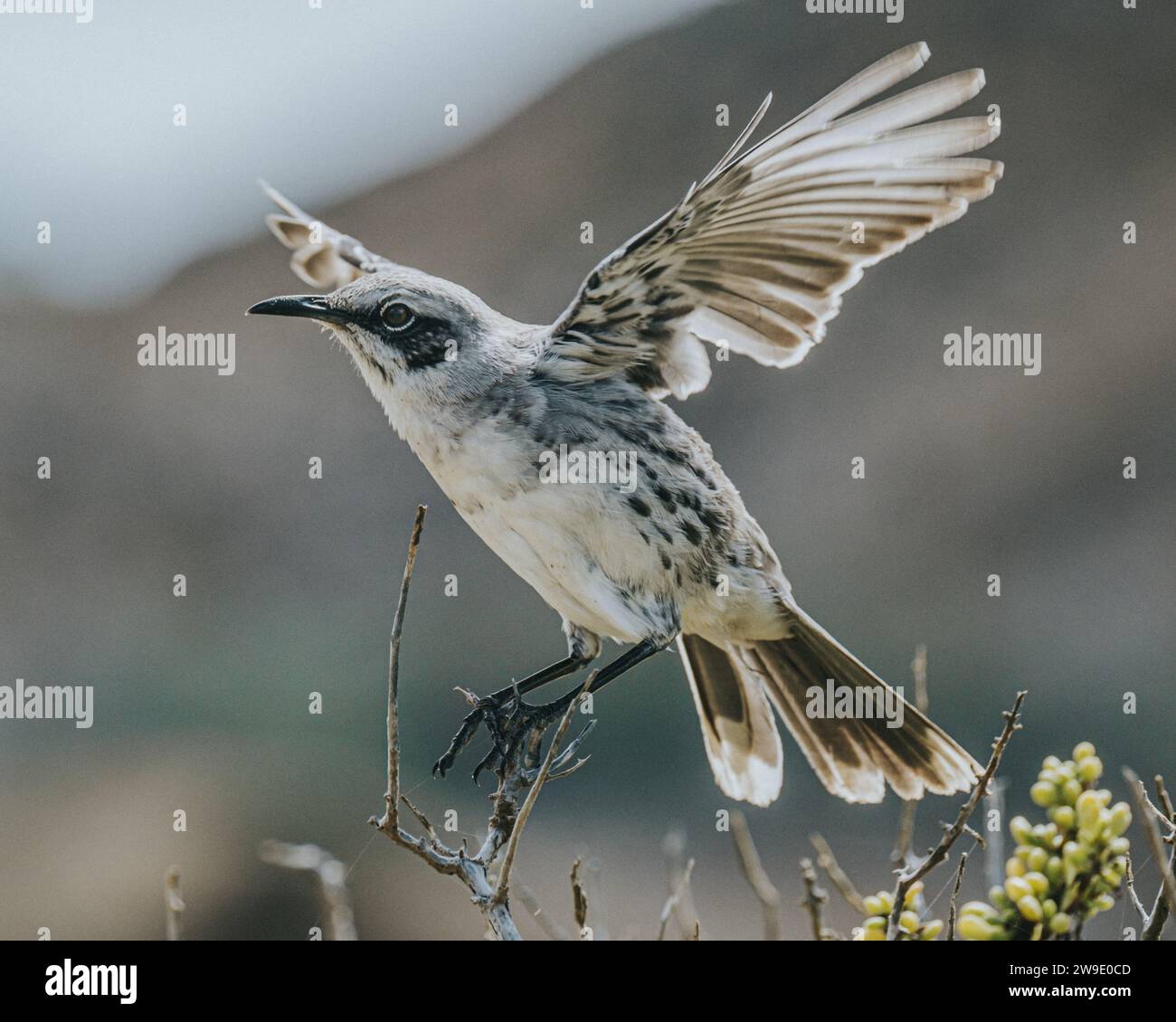 Galapagos Mockingbird in Galapagos Islands Stock Photo - Alamy