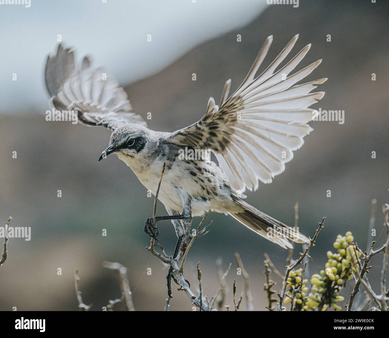 Galapagos Mockingbird in Galapagos Islands Stock Photo - Alamy