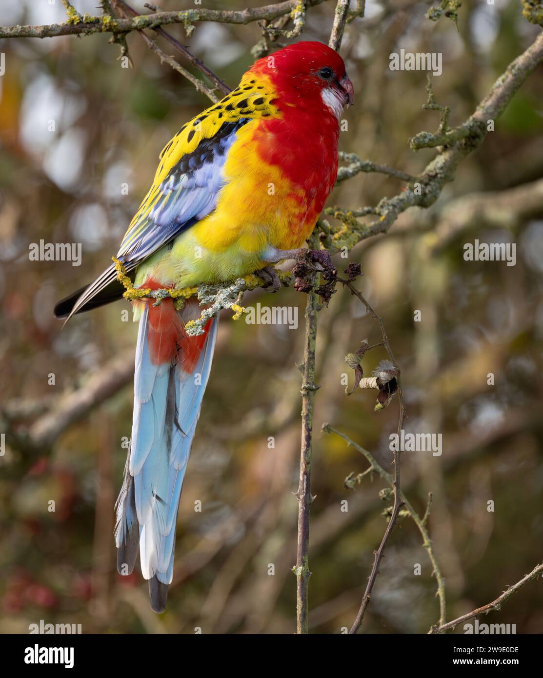 A Eastern Rosella (Platycercus Eximius) escapee living wild in Norfolk ...