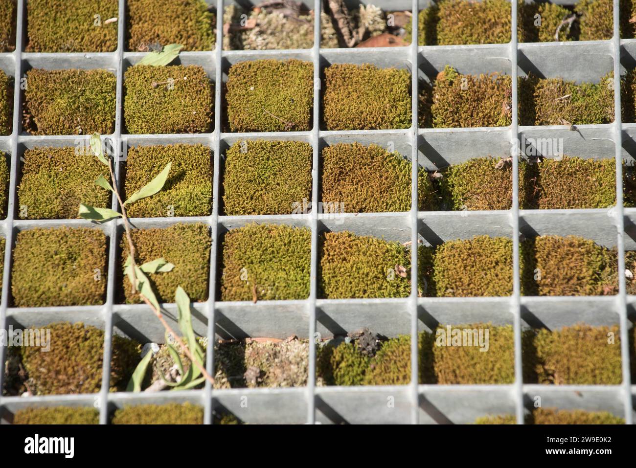 green moss growing in a damp place in a forest moss growing in a forest ...