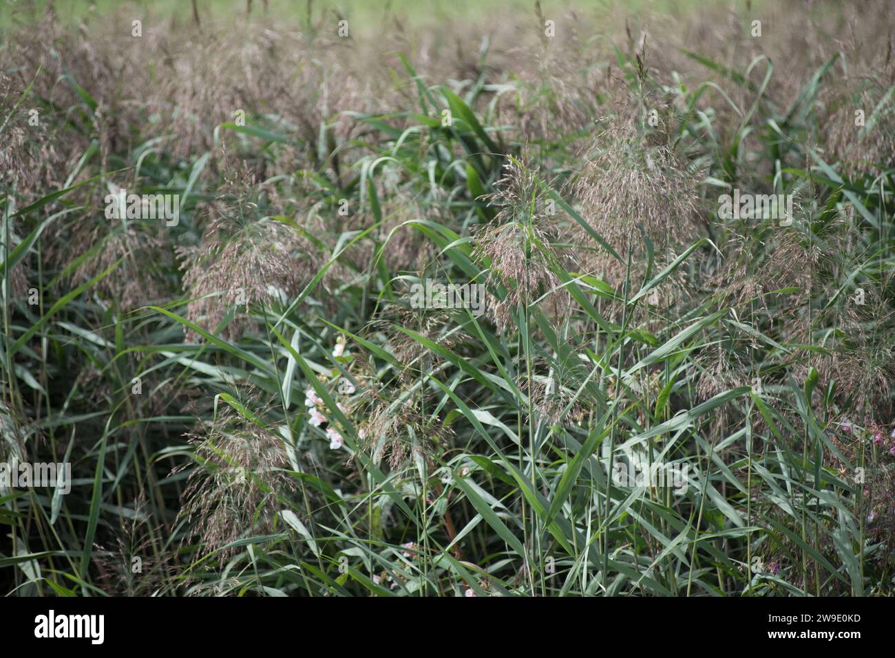 a reed plant at the water, a biotope in nature reed plants at the water ...