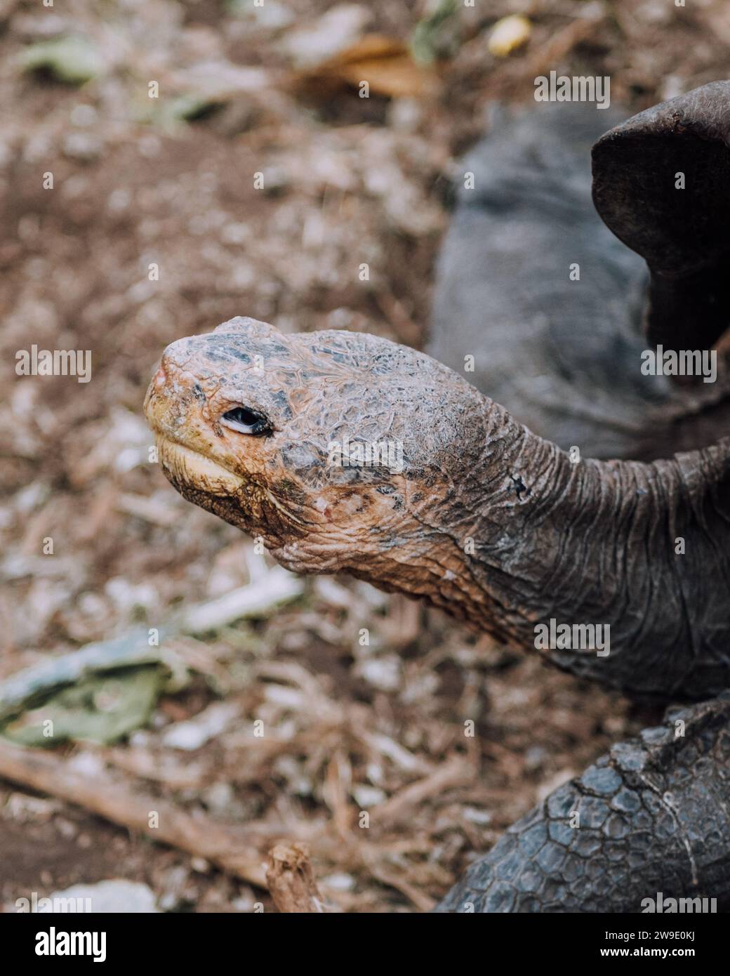 A Galapagos giant tortoise feeding on vegetation in the Galapagos ...